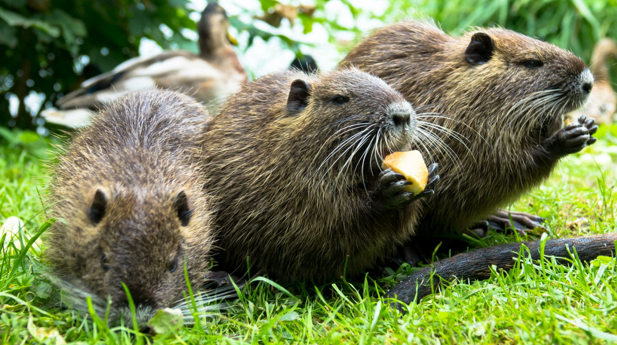 Get To Know Some Beaver Achievers! - Tebo Dental